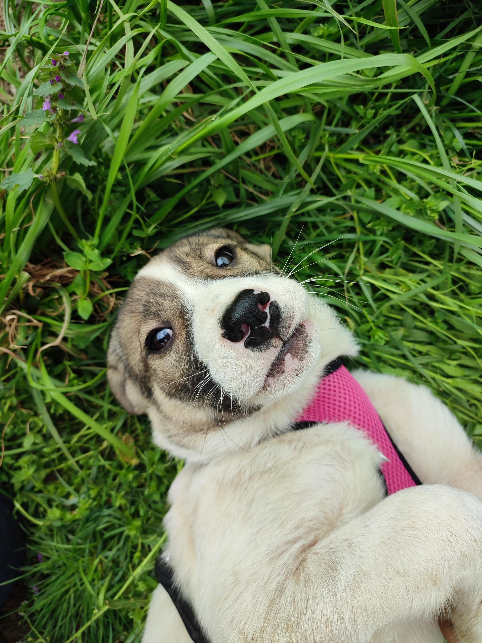 Raia - lostandfounddogs