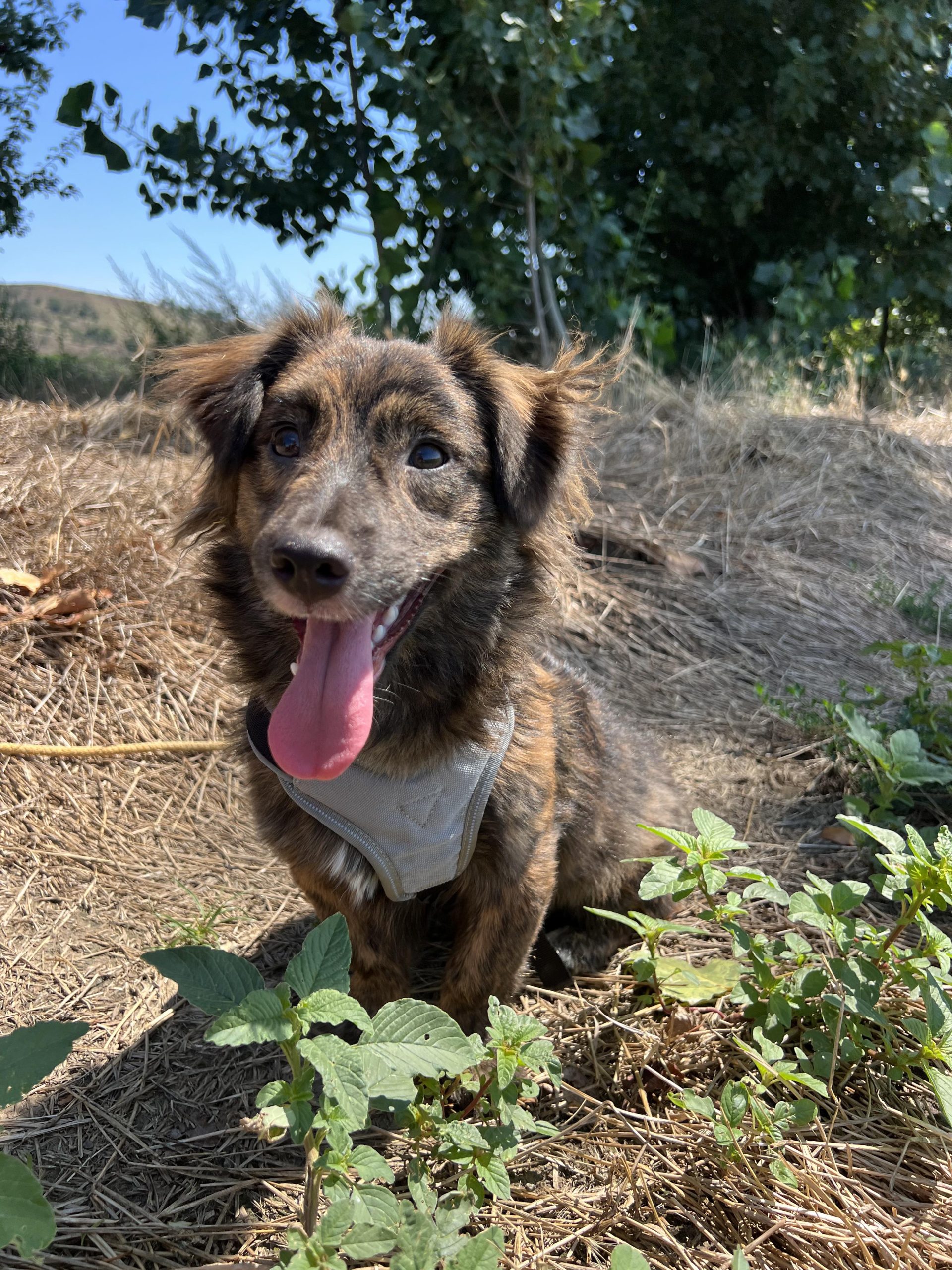 Kira fd. Saidy - lostandfounddogs